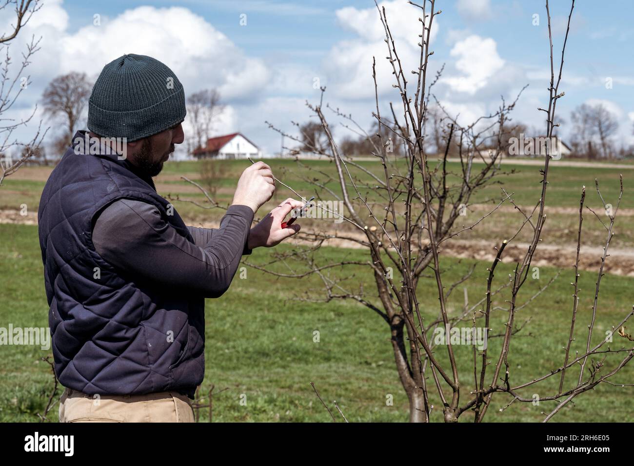a gardener cuts young branches on a tree using garden shears, formative ...