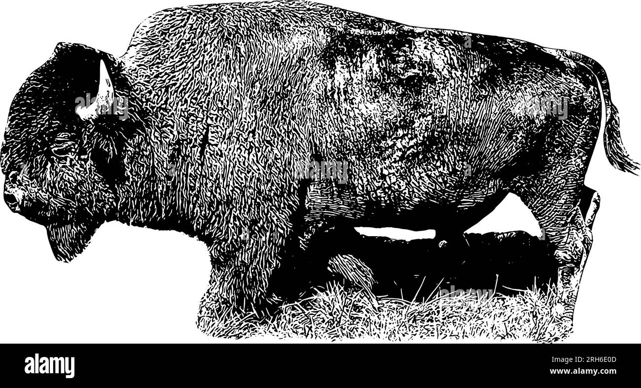 American Bison Bull Vector illustration, Isolated Stock Vector Image ...