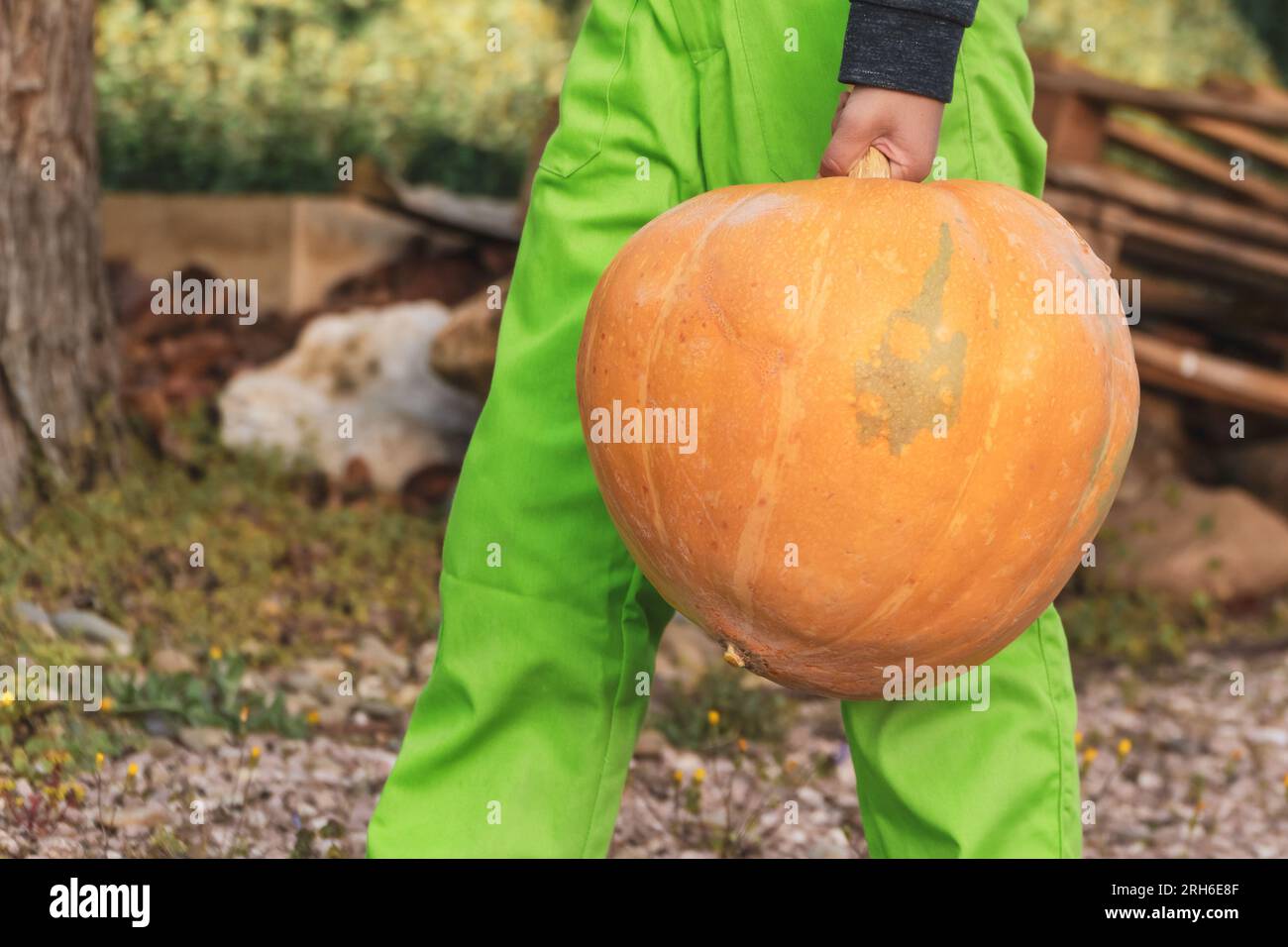 Boy transporting big heavy pumpkin Stock Photo - Alamy