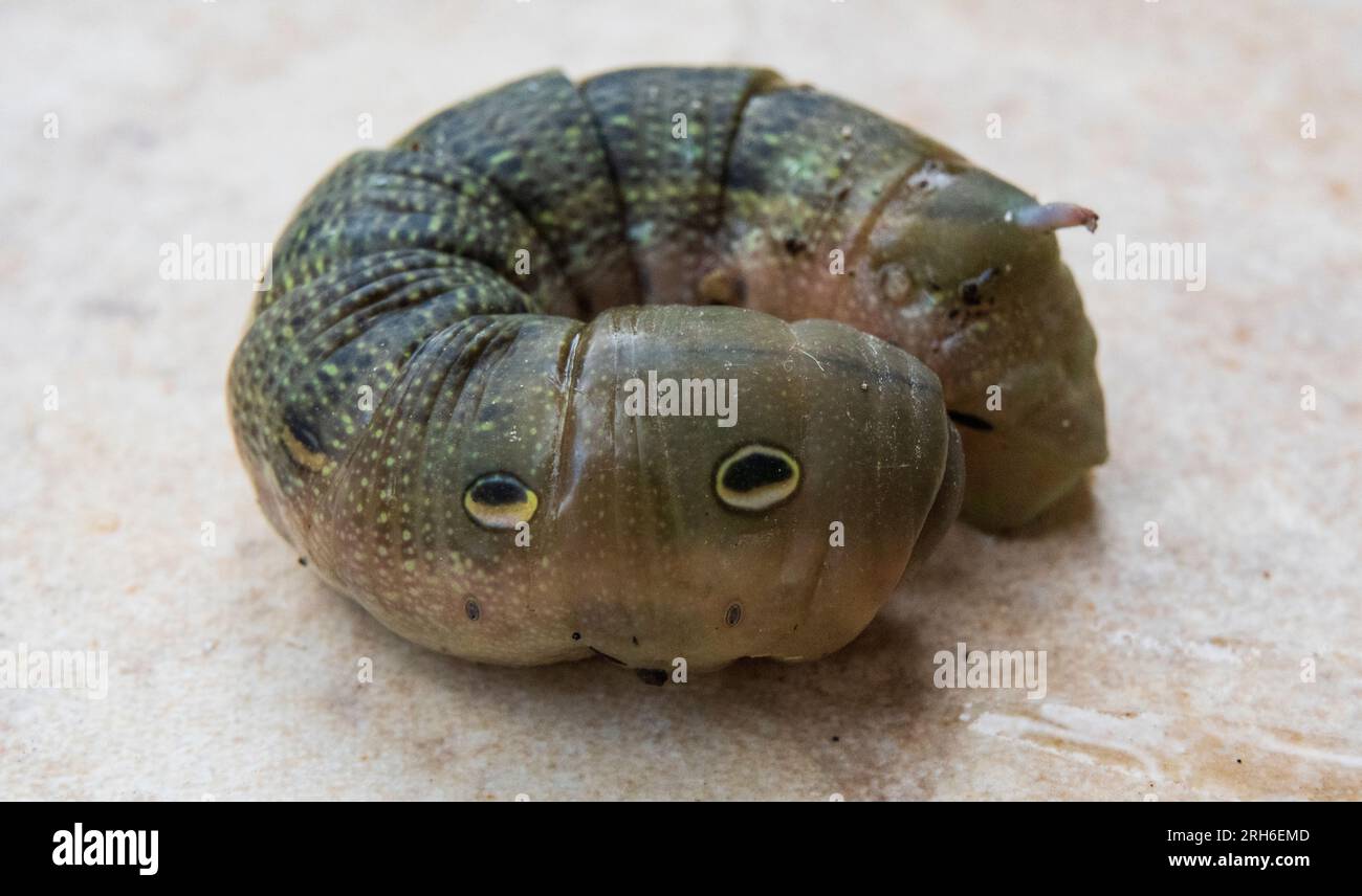 Worm eggs hi-res stock photography and images - Alamy