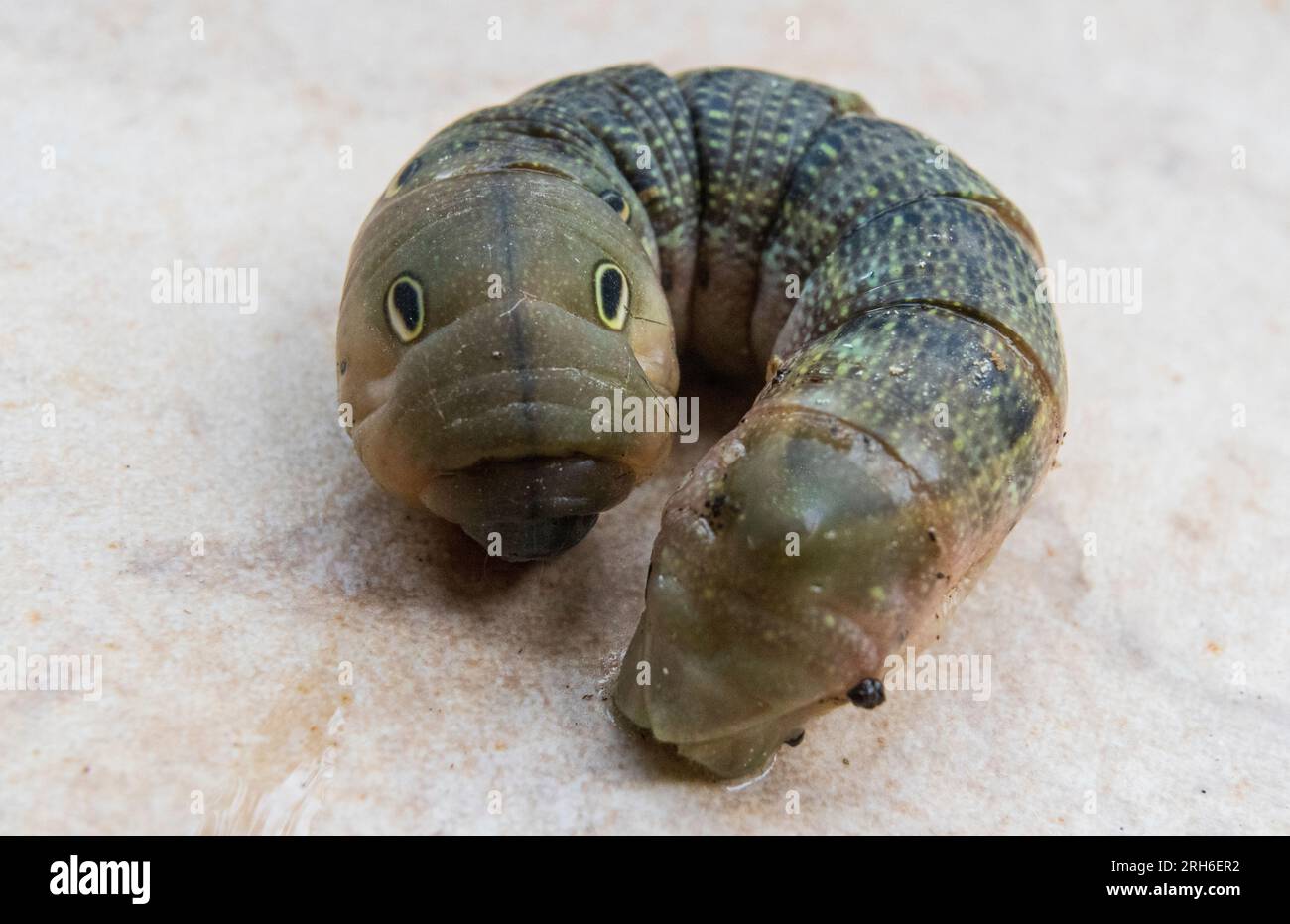Caterpillar eggs hi-res stock photography and images - Alamy