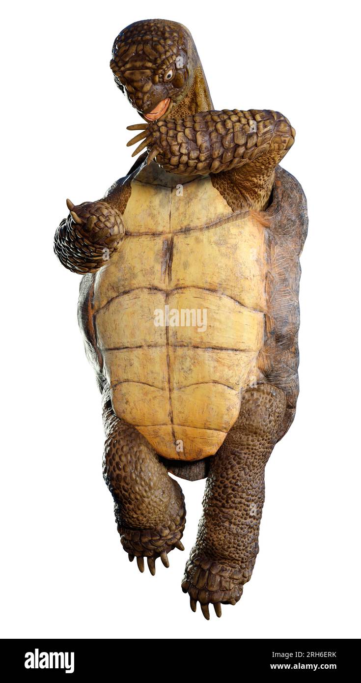 3D rendering of a sea turtle isolated on white background Stock Photo ...