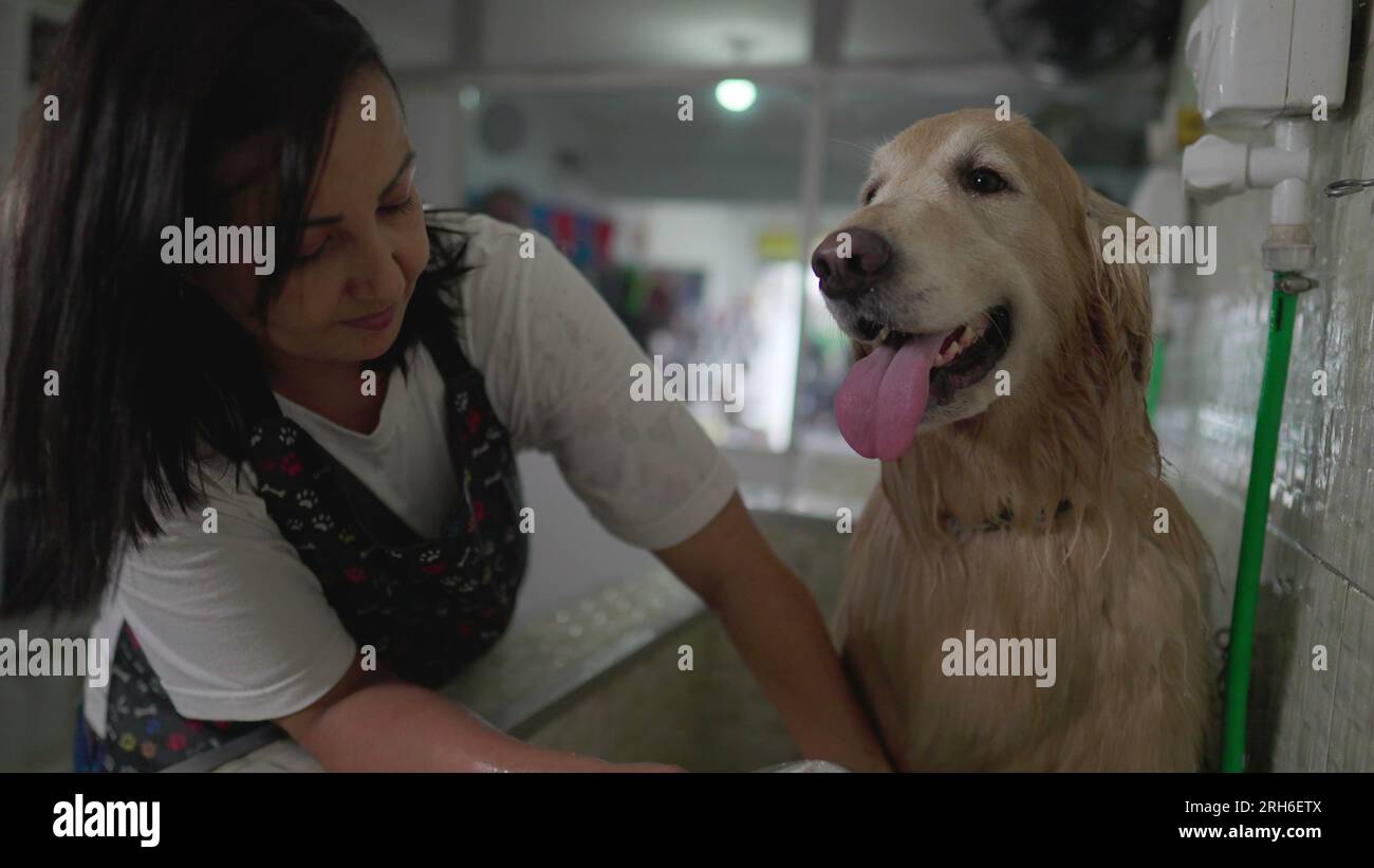 Large Golden Retriever Dog being washed at Pet Shop Stock Photo - Alamy