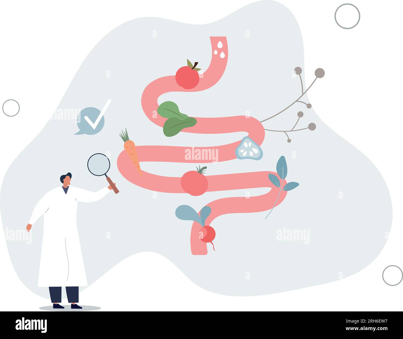 Healthy bowel examination as gastrological organ checkup.flat vector ...