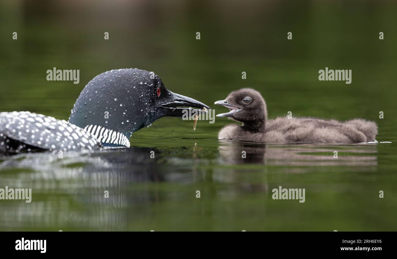 Common loons on a lake at sunrise Stock Photo - Alamy