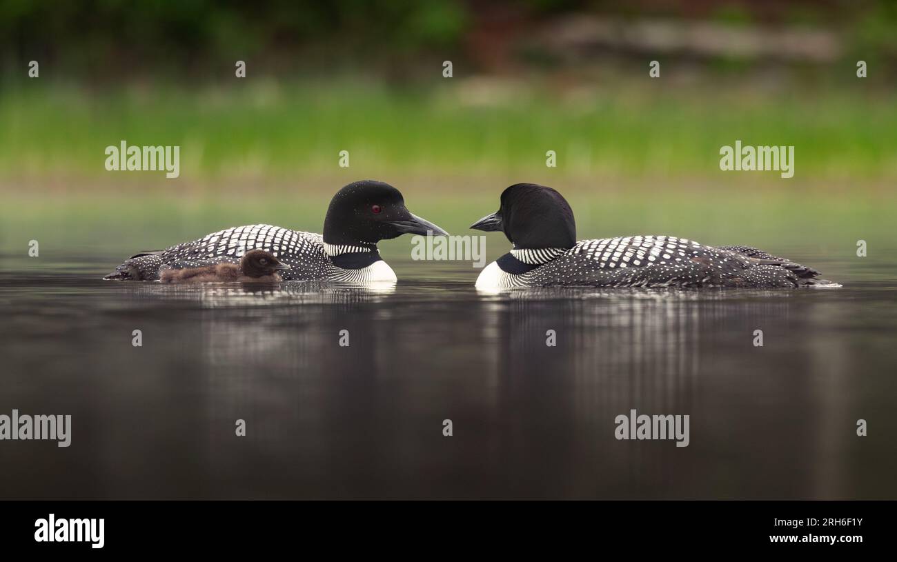 Common loons flying hi-res stock photography and images - Alamy