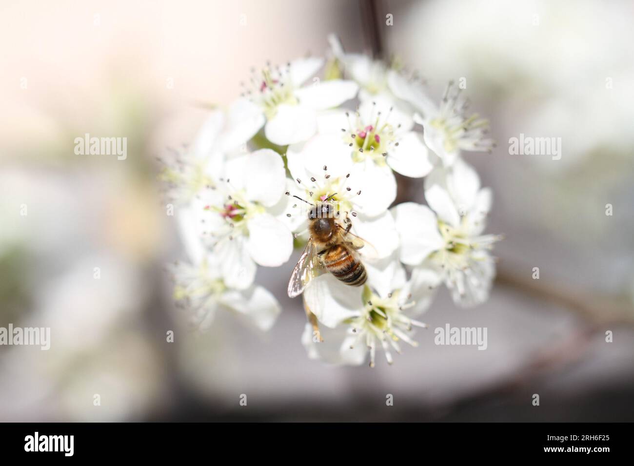 bee on white flower with pollen Stock Photo - Alamy