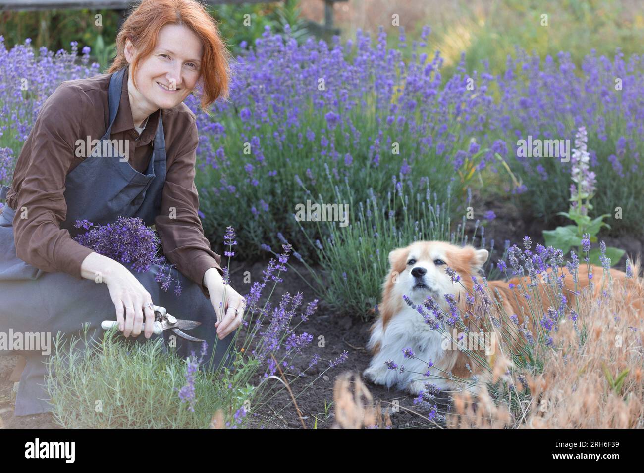 girl pruning lavender bush in the garden and beautiful corgi dog Stock ...