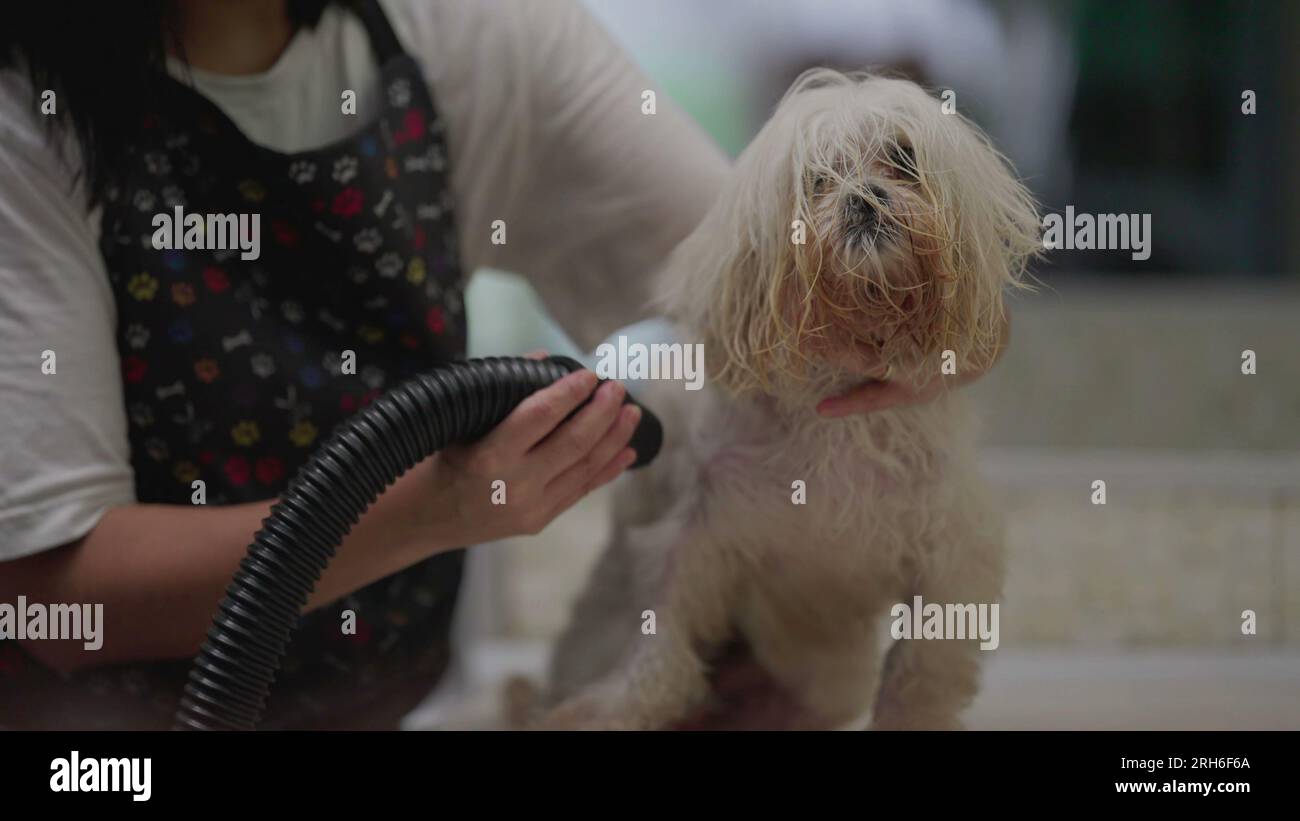 Drying Shih-Tzu Dog at Pet Shop. Employee Grooming Dog at Local ...
