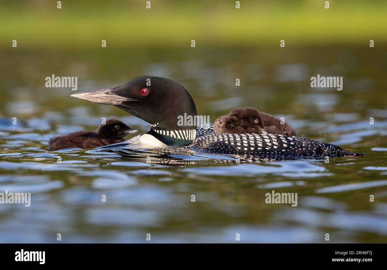 Common loons on a lake at sunrise Stock Photo - Alamy