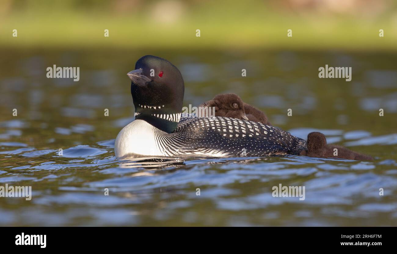 Common loons on a lake at sunrise Stock Photo - Alamy