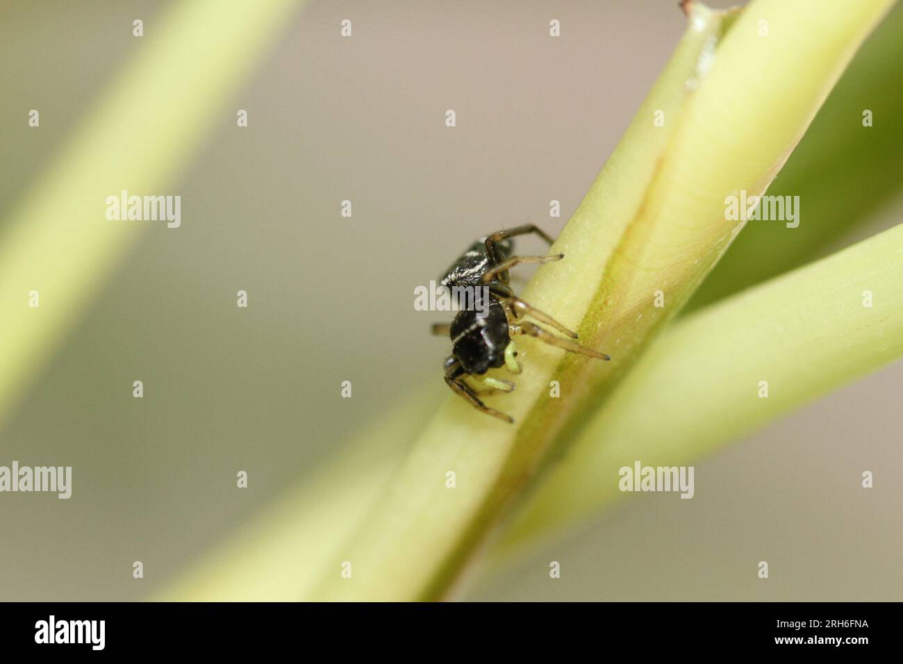 jumping spider on green plant heliophanus in garden Stock Photo - Alamy