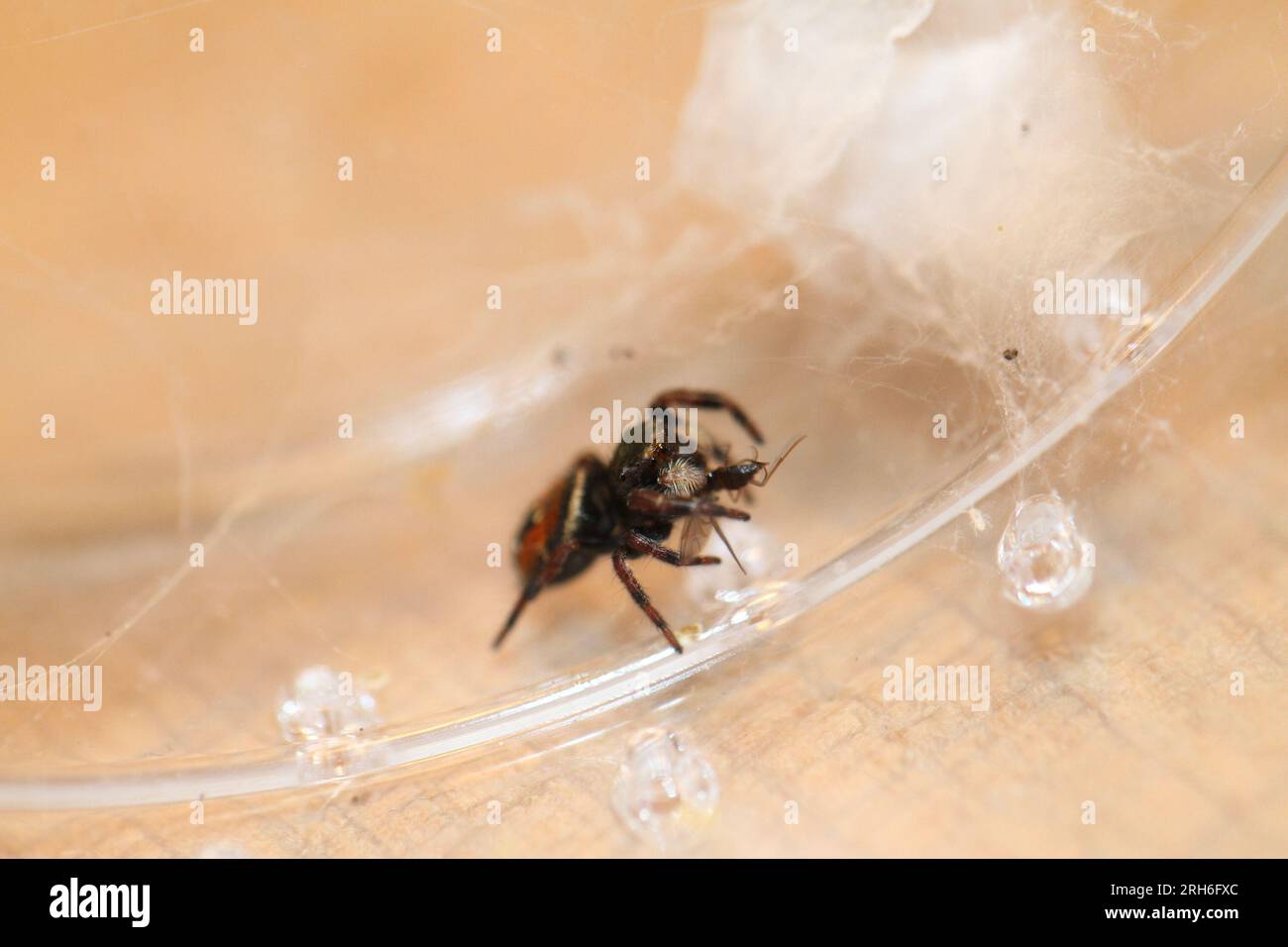 jumping spider with fly meal phidippus carneus Stock Photo - Alamy
