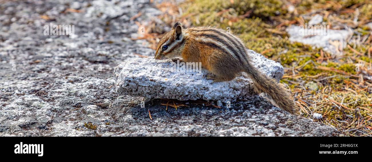 Chipmunk on top of Chief Mountain in Squamish, BC, Canada Stock Photo ...
