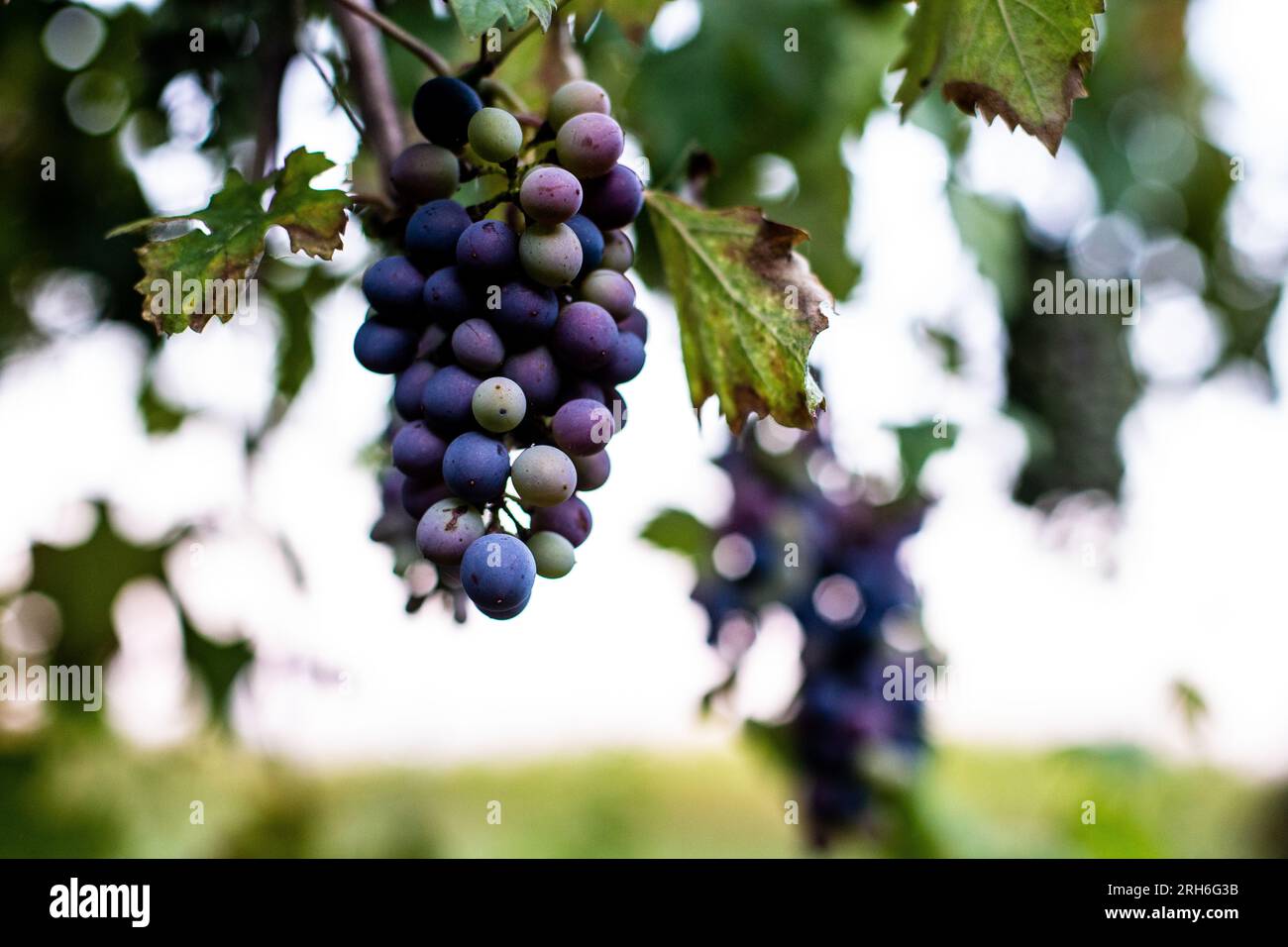 uva al tramonto. Vigneto Stock Photo - Alamy
