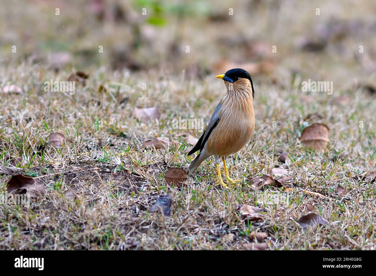 Brahminy starling (Sturnia pagodarum) from Nagarahole Tiger Reserve ...