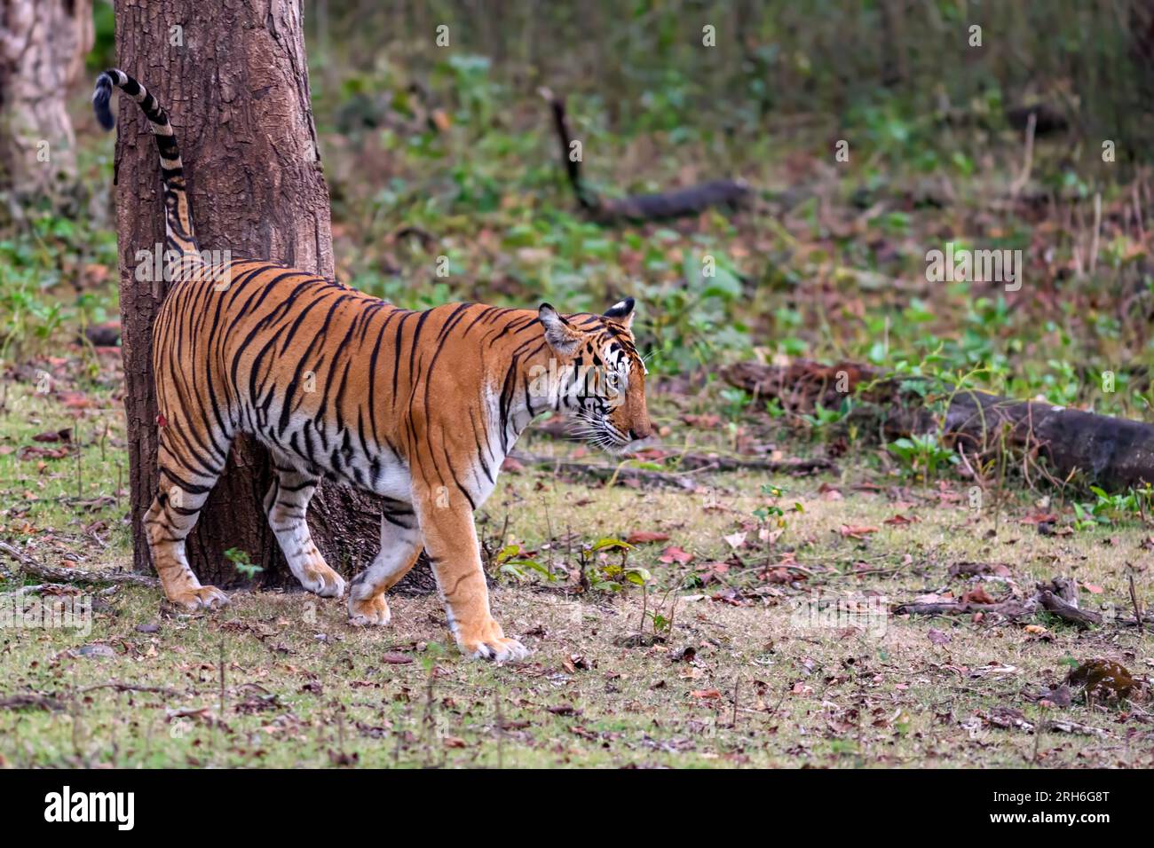 Bengal tiger (Panthera tigris tigris, female known as "Kitsmet ...