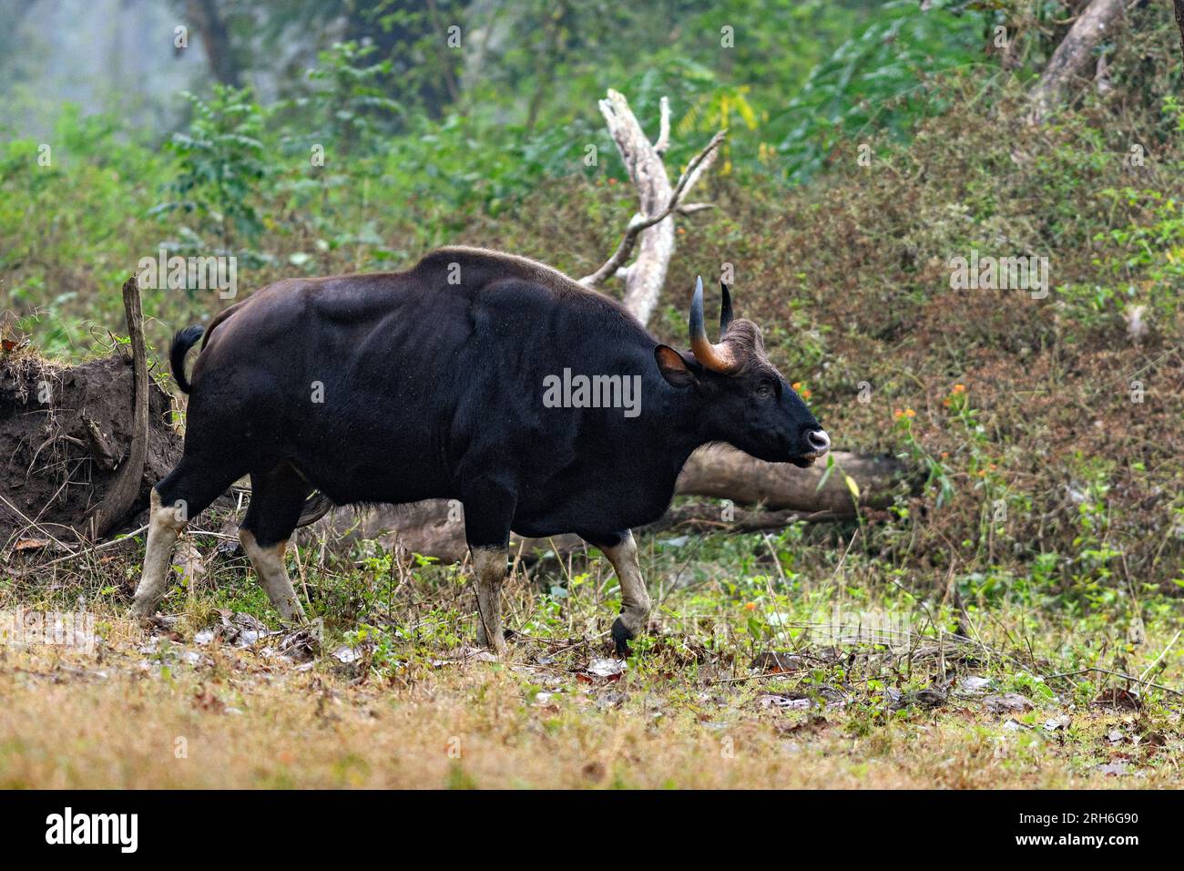 Bige bull gaur (Bos gaurus) from Nagarahole Tiger RTeserve, southern ...