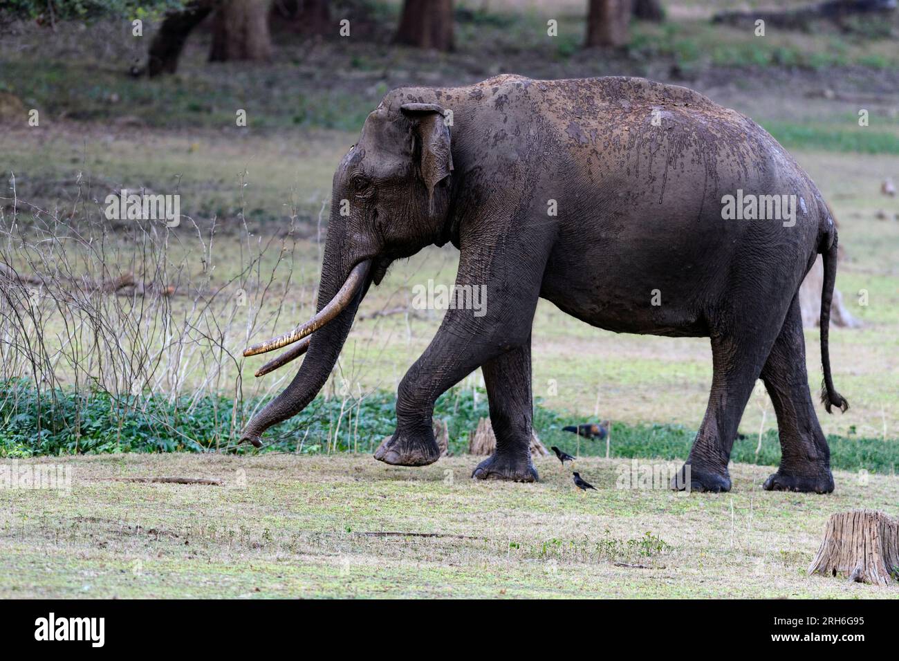 Wild Indian elephant (Elephas maximus indicus) from Nagarahole Tiger ...