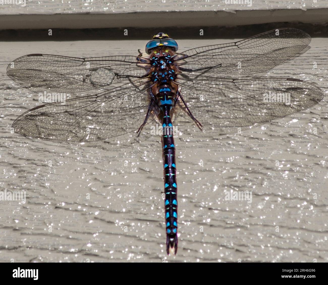 Dragonfly legs hi-res stock photography and images - Alamy