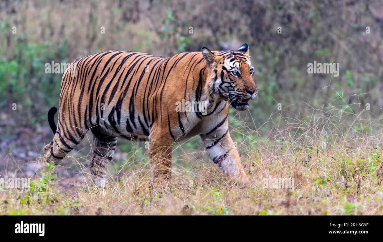 The male tiger "Khal" in Nagarahole Tiger Reserve, southern India in ...