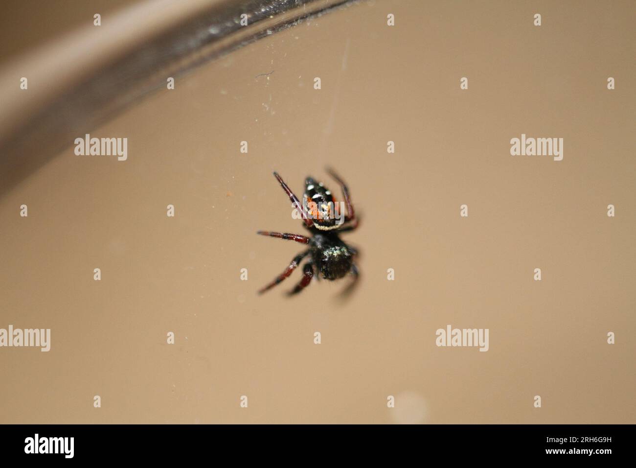 jumping spider with fly meal phidippus carneus Stock Photo - Alamy