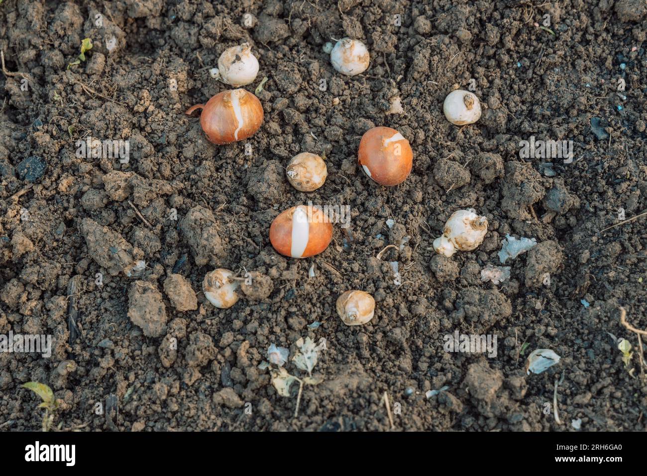 hand sadi in soil-soil flower bulbs. Hand holding a crocus bulb before ...