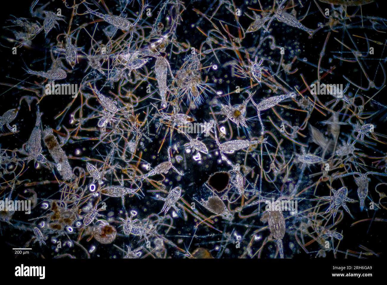 Marine plankton sample from surface water of south-western Norway in ...