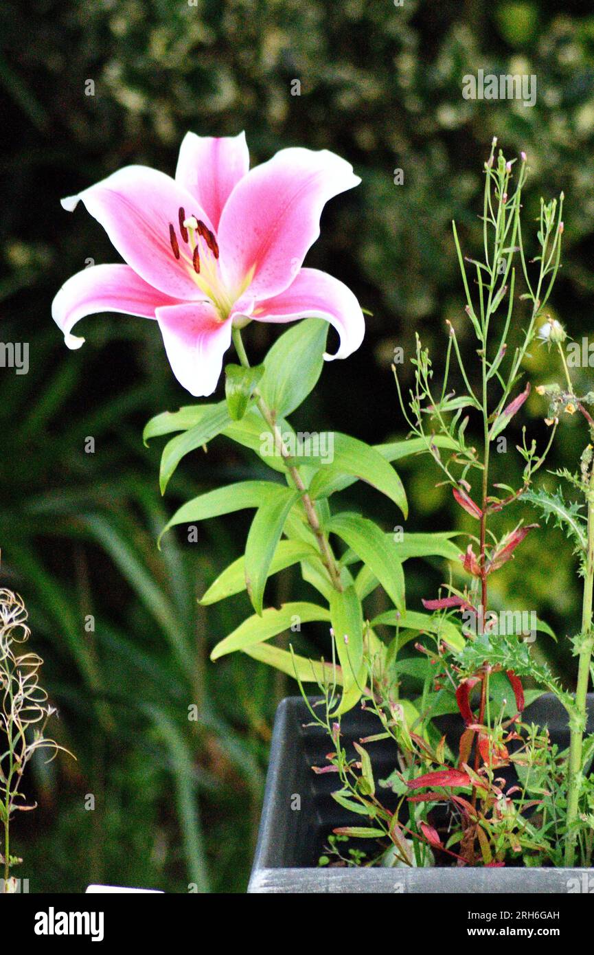 Asiatic Lily ( Lilium ) in Flower Pot in back Garden Cotswolds Stock ...