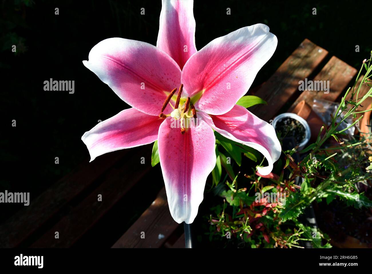Asiatic Lily ( Lilium ) in Flower Pot in back Garden Cotswolds Stock ...