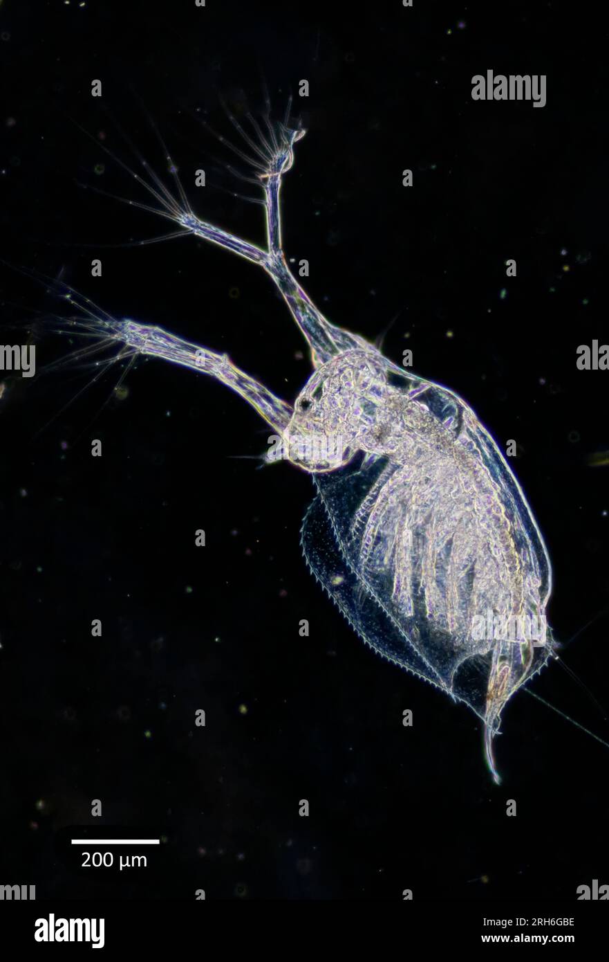 The ctenopod Penila avirostris (Branchiopoda, Ctenopoda, Sididae ...