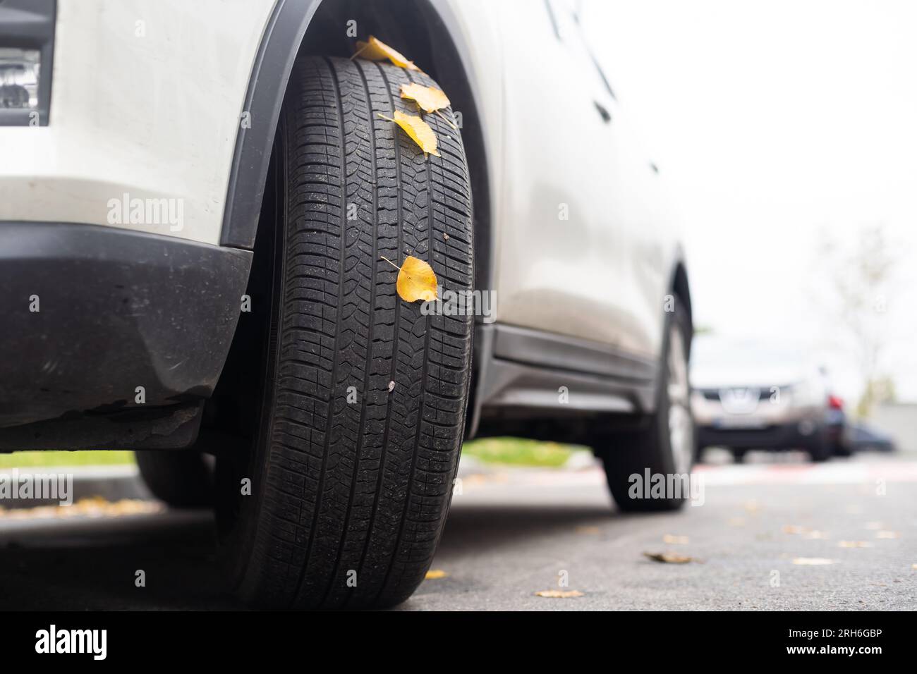 Leaf tree trees wheel hi-res stock photography and images - Alamy