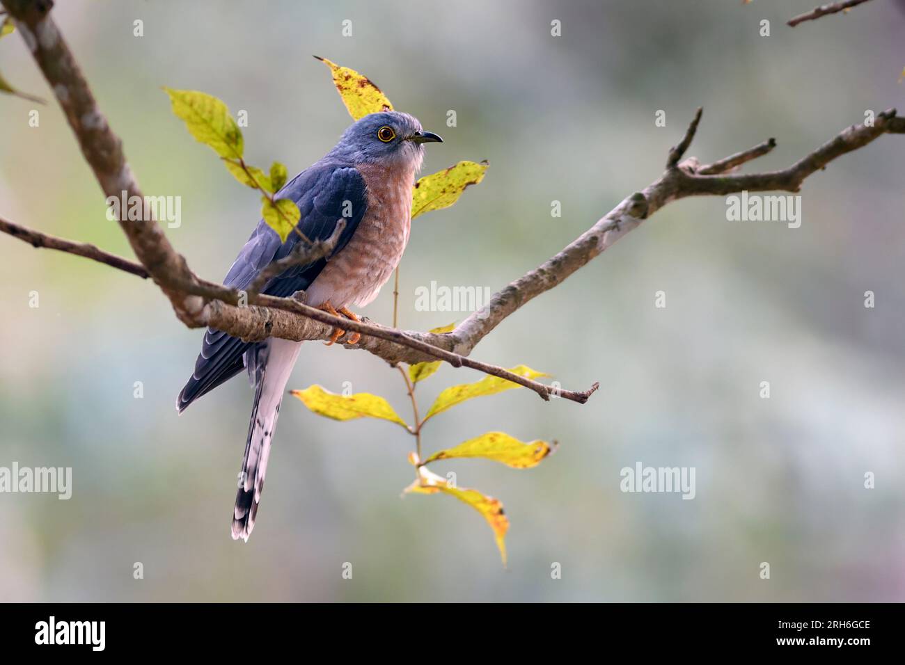Hawk cuckoo hi-res stock photography and images - Alamy