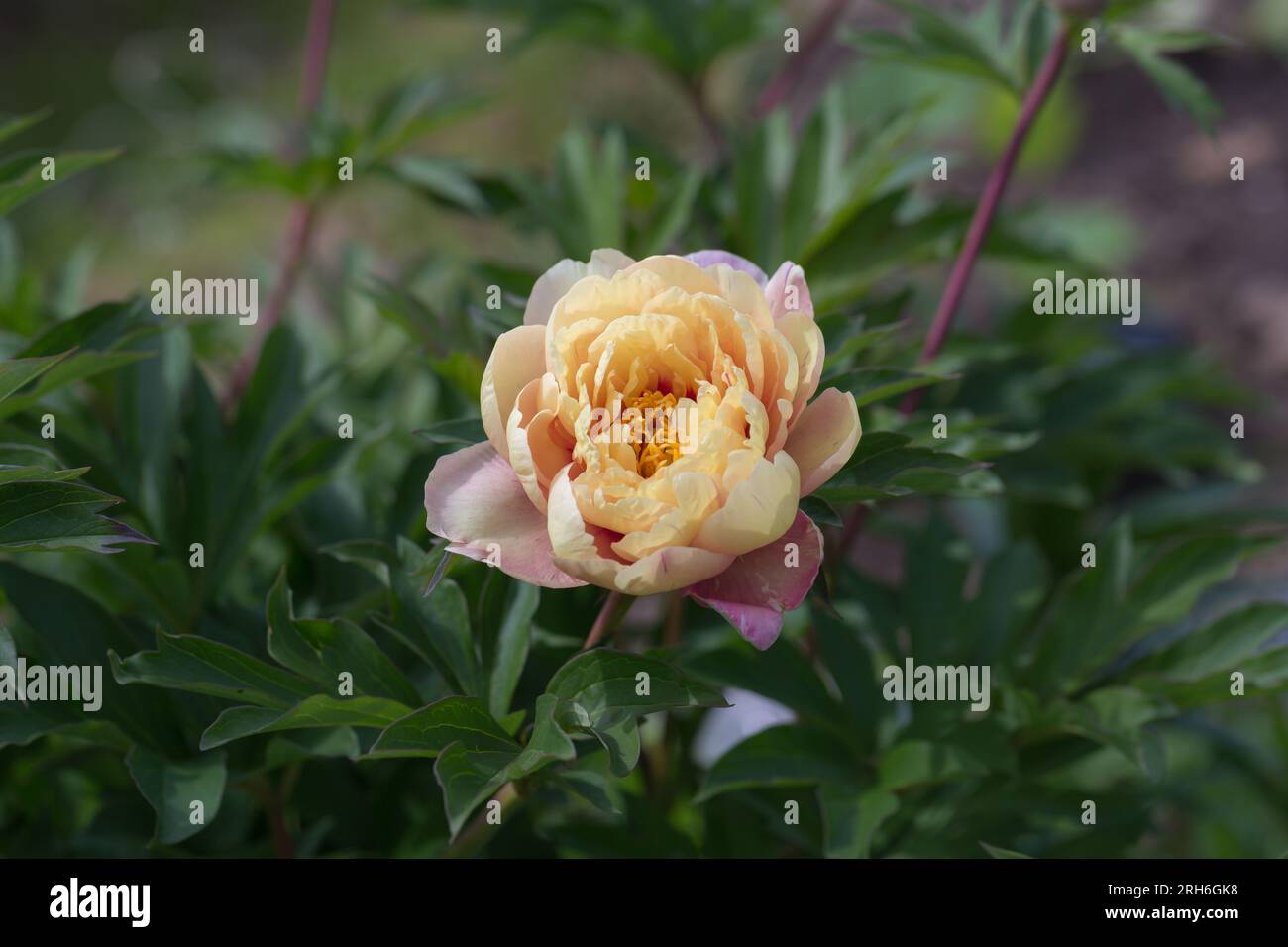 Itoh paeonies hi-res stock photography and images - Alamy