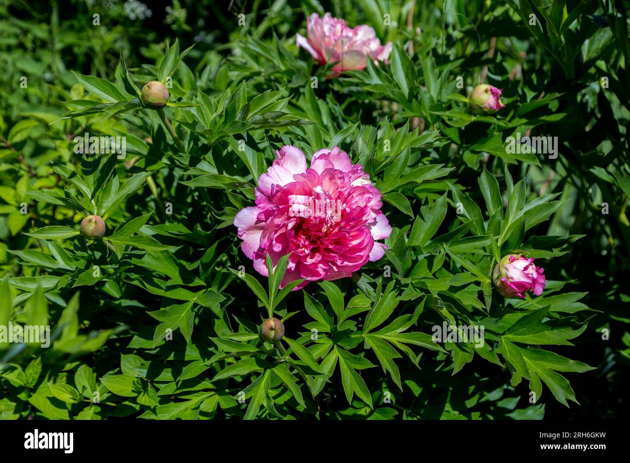 Itoh pion hi-res stock photography and images - Alamy