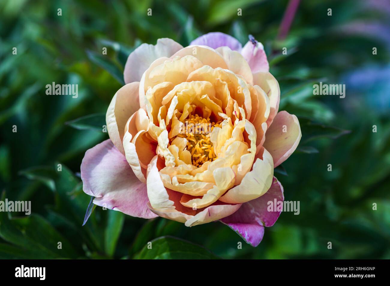 Itoh paeonies hi-res stock photography and images - Alamy