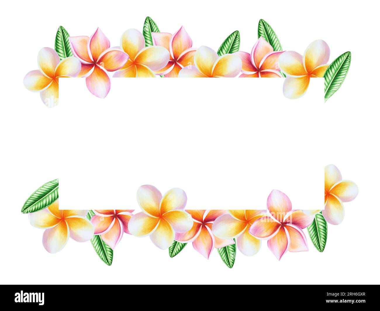 Watercolor frame realistic tropical illustration of plumeria flowers with leaves isolated on ...