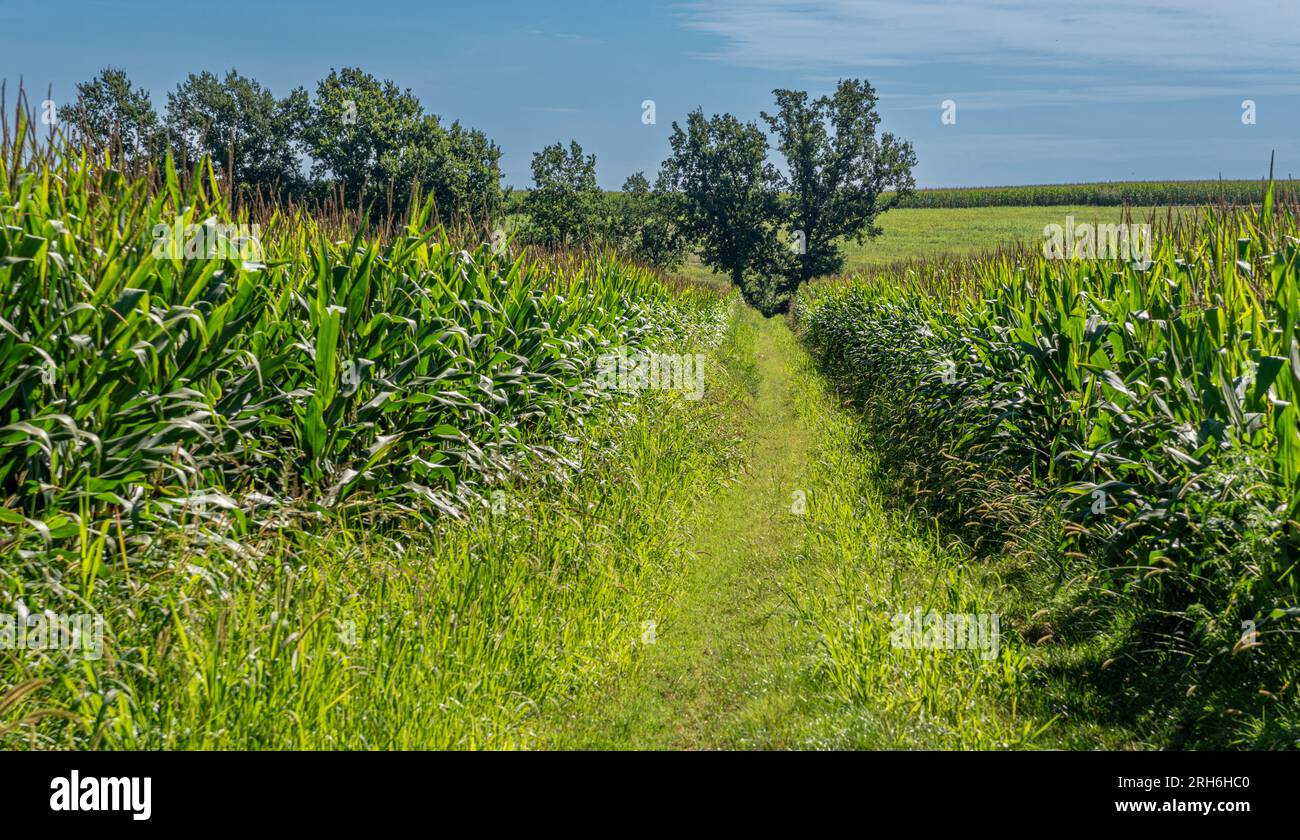 Green grass road between corn fields with trees in background and blue ...