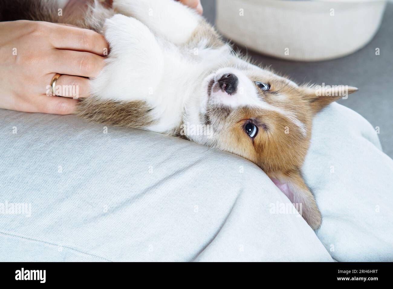 Woman tickling dog hi-res stock photography and images - Alamy