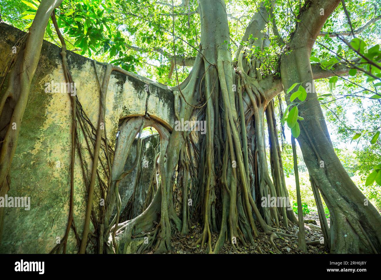 The tree roots that engulf the ruins. Armero, Tolima ruins of volcanic ...