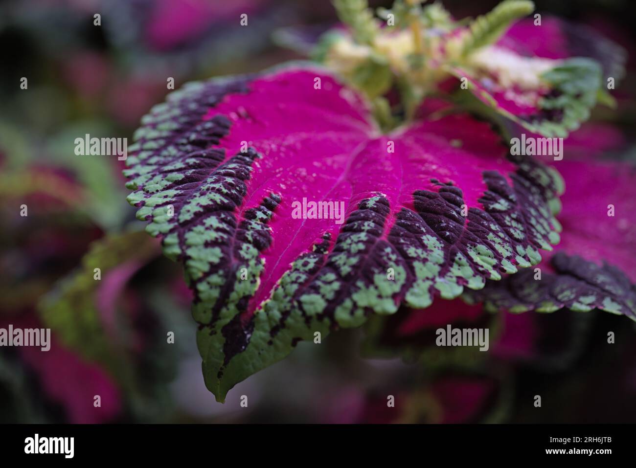 Coleos hi-res stock photography and images - Alamy