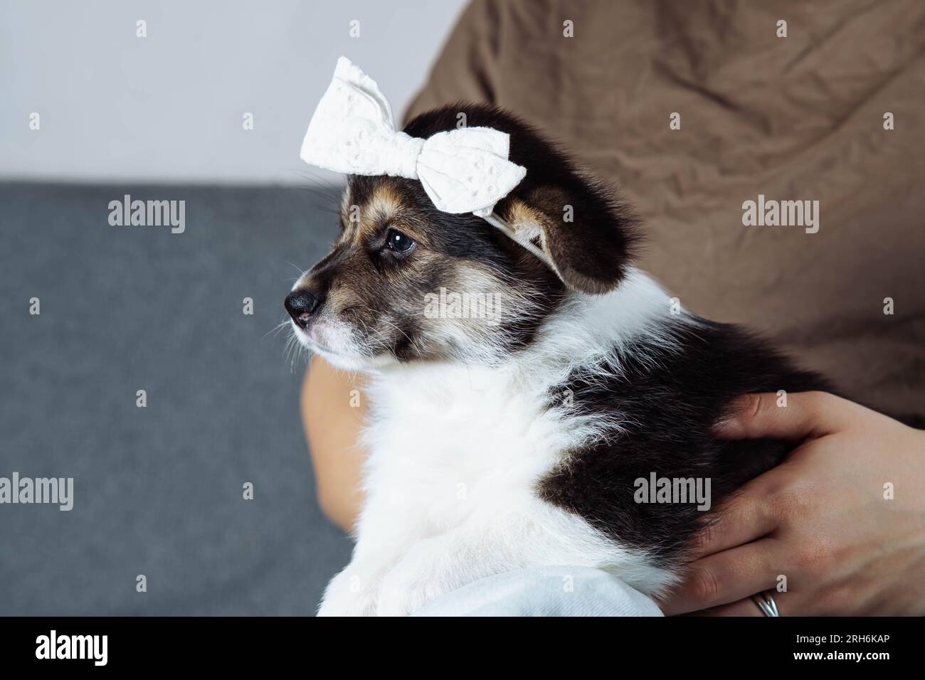 Side view of serious black brown white female puppy of dog welsh ...