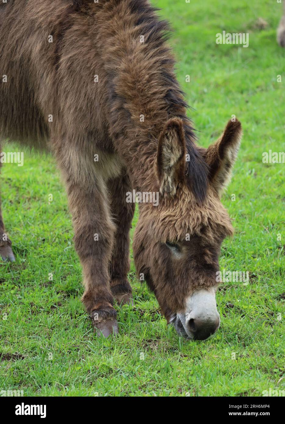 Brown donkey hi-res stock photography and images - Alamy