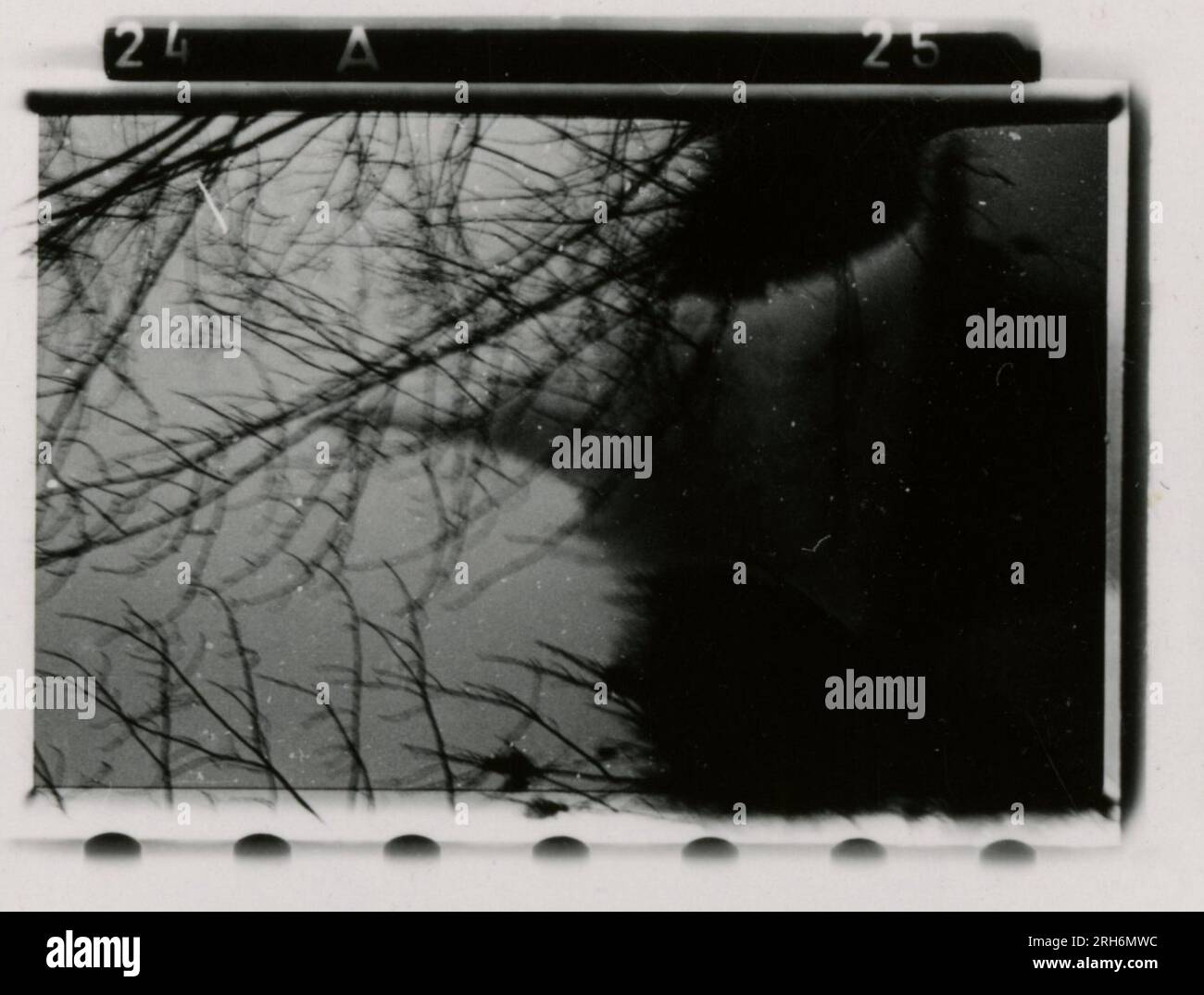 SS Photographer, Gösling, Jobst (Leibstandarte Adolf Hitler, Berlin ...