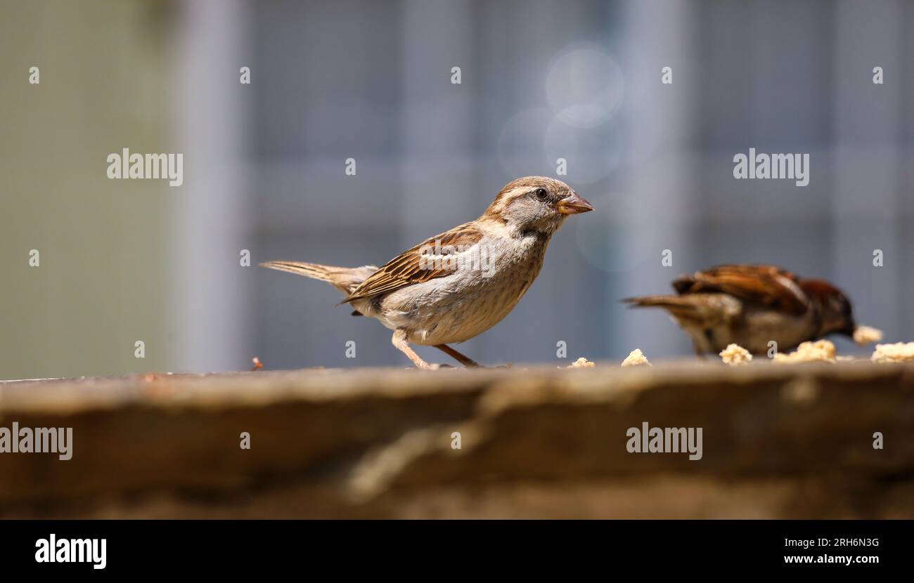 Brown house sparrow bird hi-res stock photography and images - Alamy