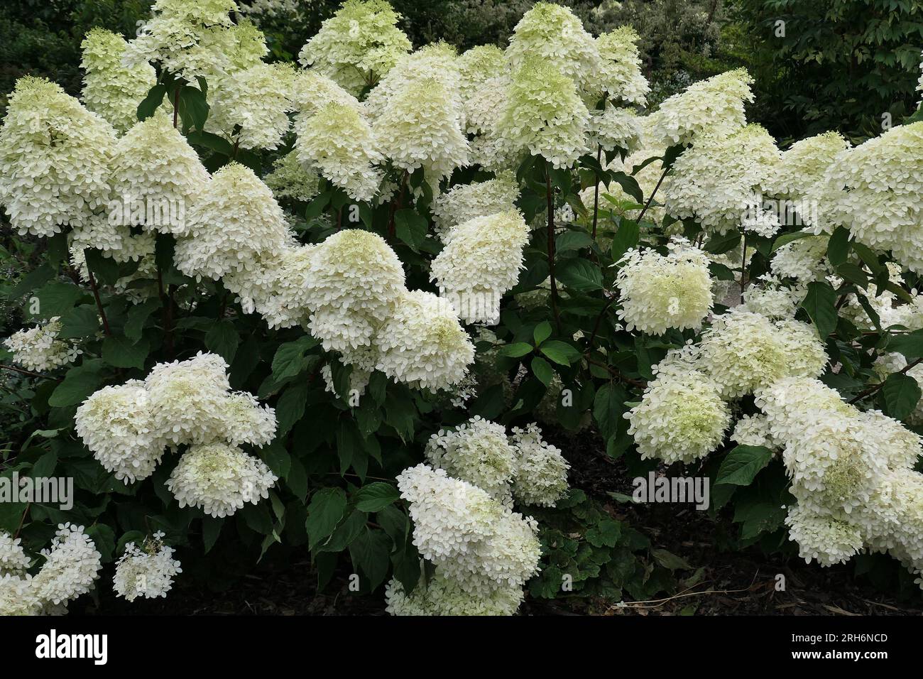 Closeup of the white cone shaped flowers of the perennial garden plant ...