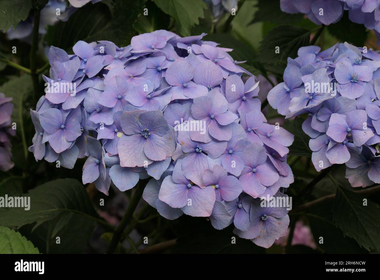 Hydrangea macrophylla altona hi-res stock photography and images - Alamy
