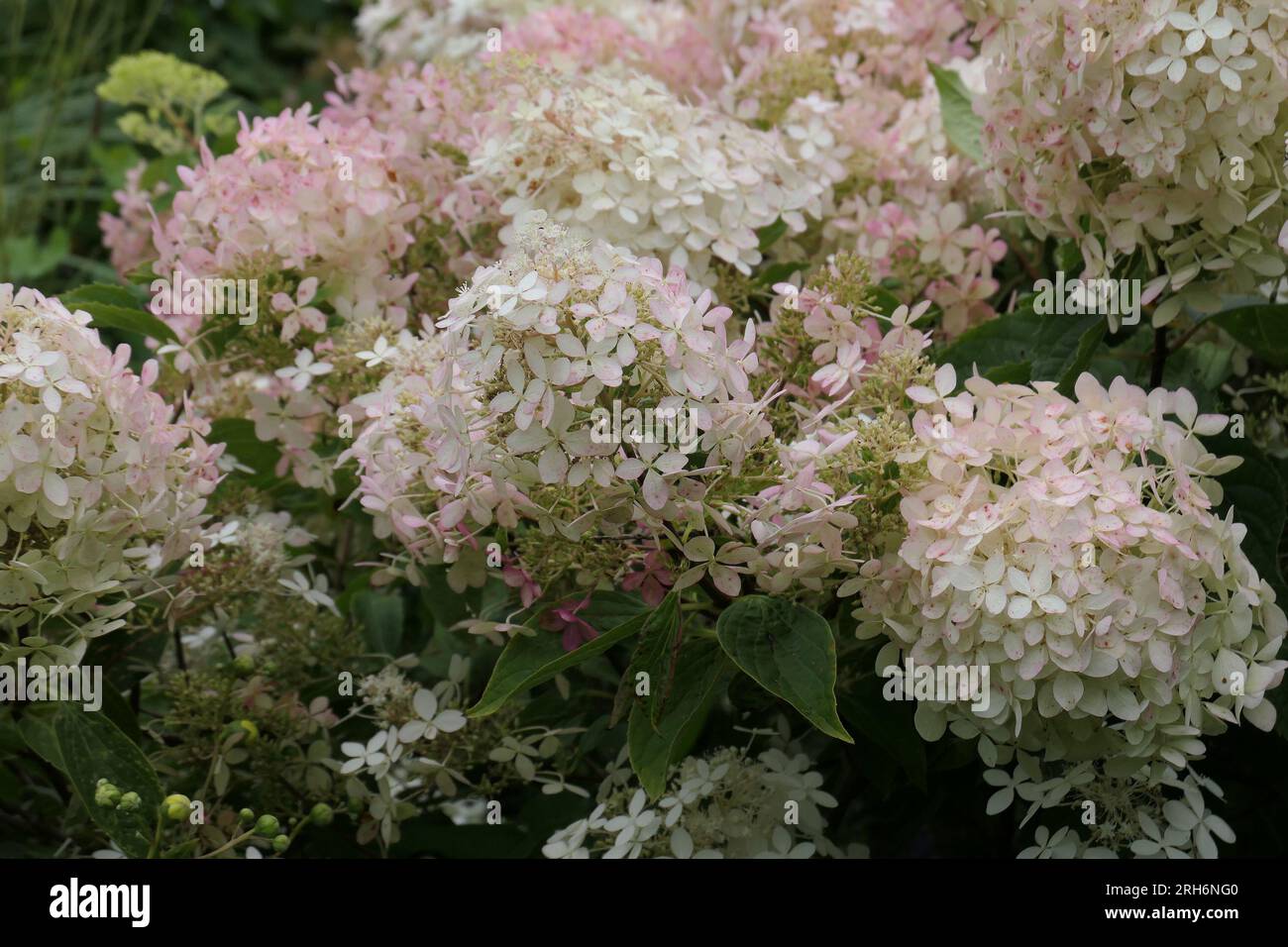 Closeup of the summer long flowering garden shrub hydrangea paniculata ...