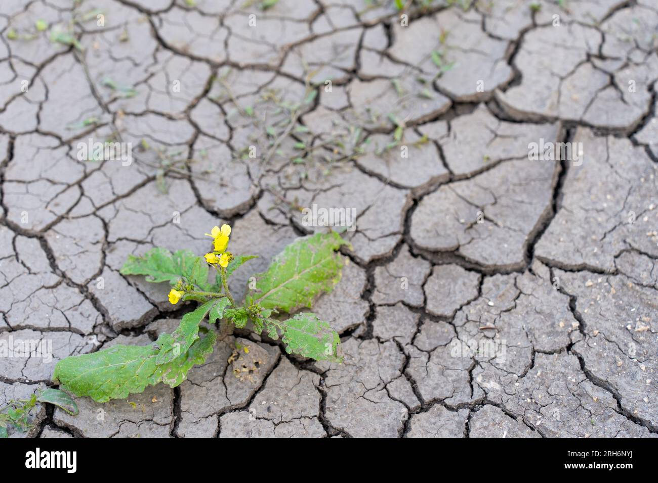 Extreme ecosystem hi-res stock photography and images - Alamy