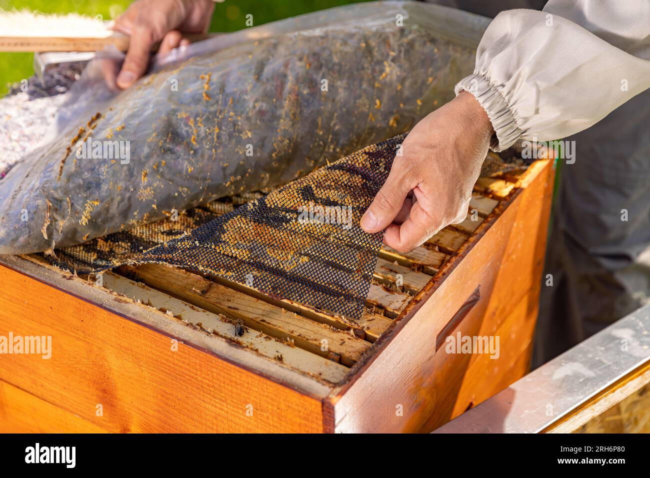 Male beekeeper holding hive hi-res stock photography and images - Alamy